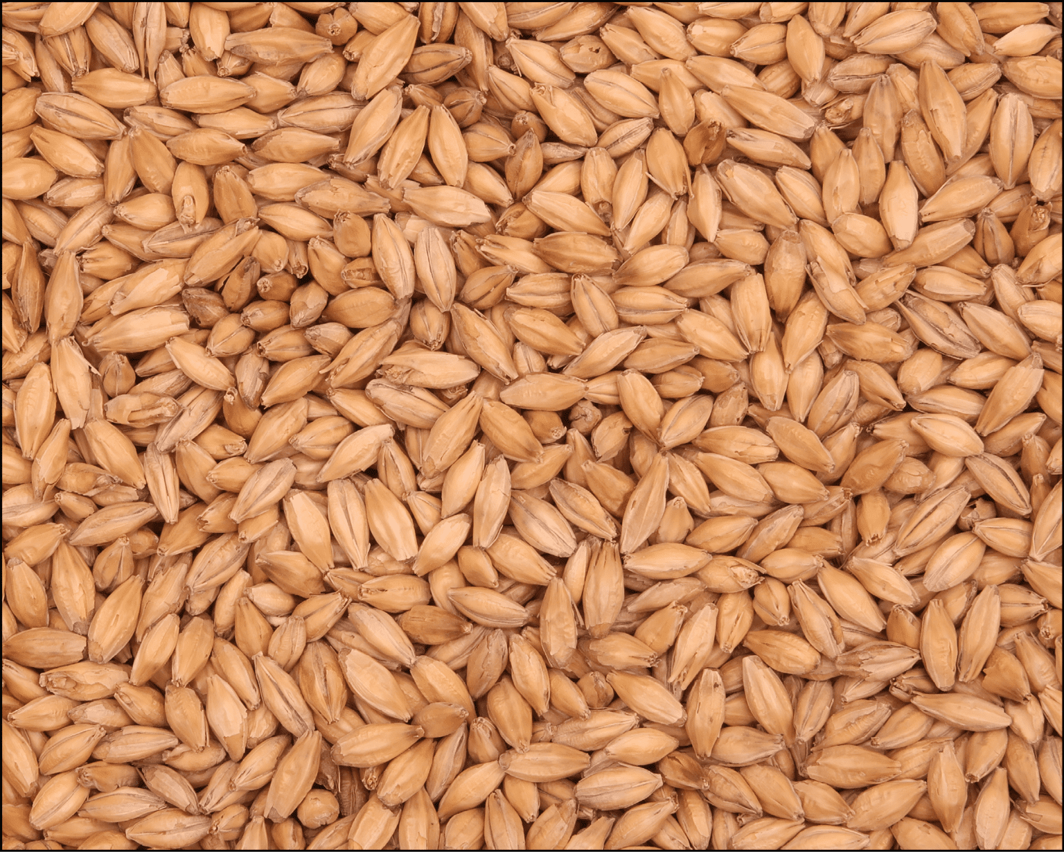 Our Products | Barrett Burston Malting - High-Quality Australian Malt