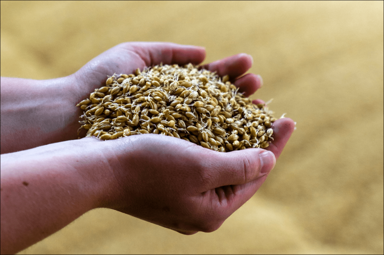 Our Company | Barrett Burston Malting - High-Quality Australian Malt