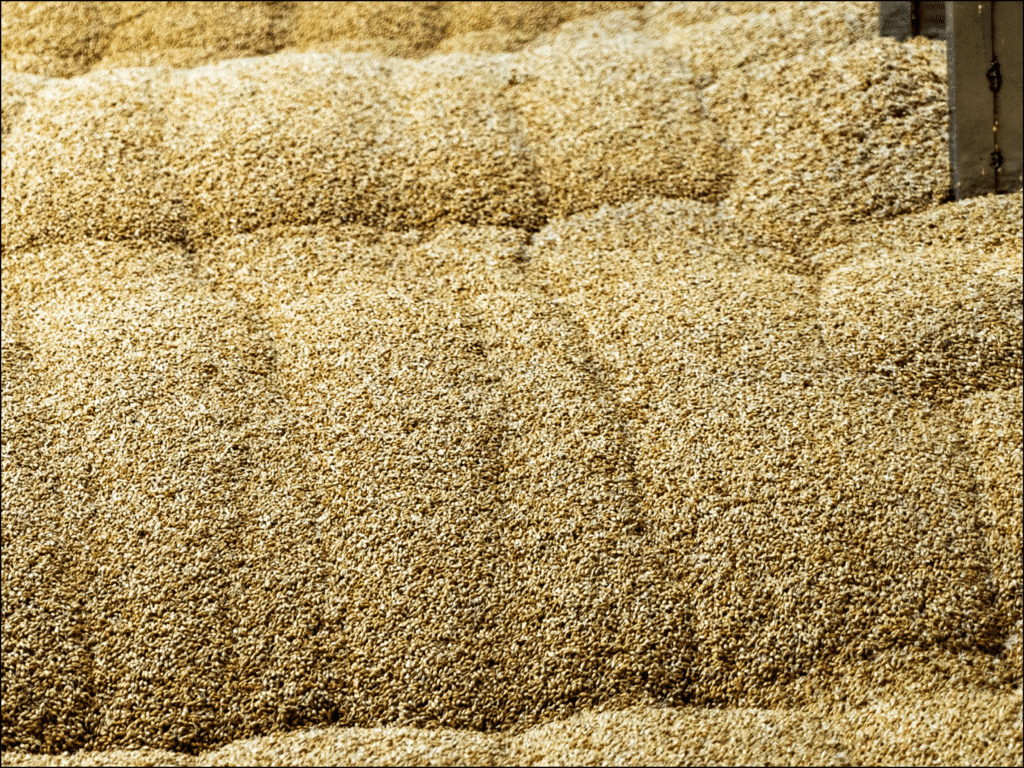 Malting Process | Barrett Burston Malting - High-Quality Australian Malt