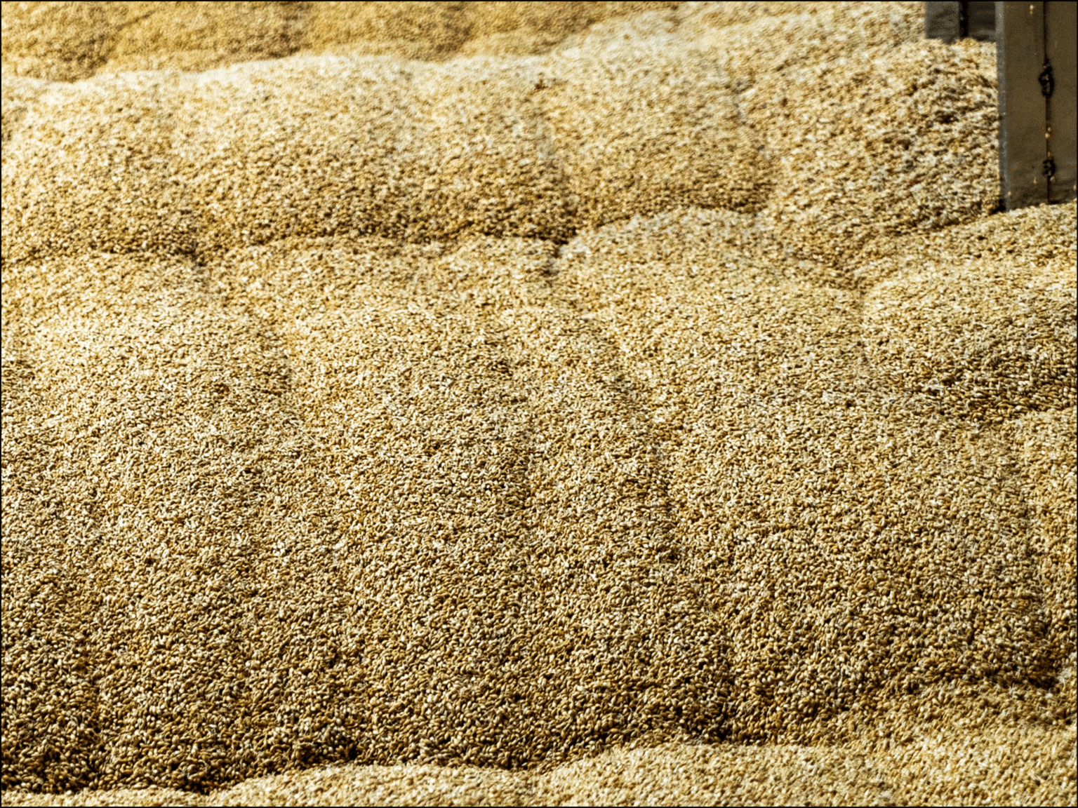 Malting Process | Barrett Burston Malting - High-Quality Australian Malt