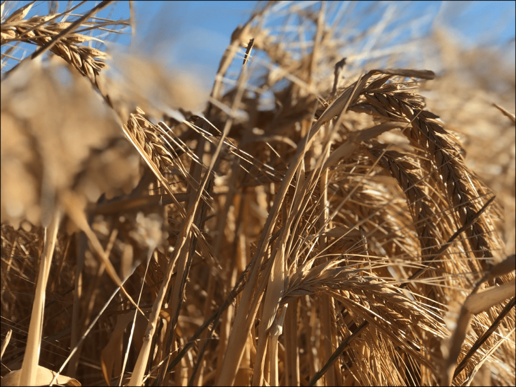 Our Quality | Barrett Burston Malting - High-Quality Australian Malts
